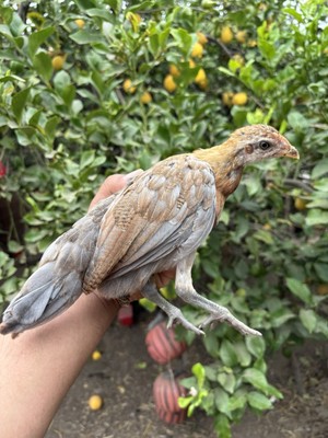 Blue Miner Gamefowl One Hatching Egg | eBay