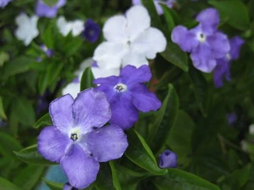 Brunfelsia Pauciflora Compacta