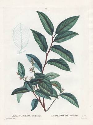 Swamp Dog-Laurel America Flower Botany Color Engraving Redoute 1805 | eBay