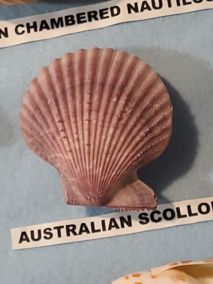 Rare Lot Of Sea Shells In Shadow box Different Rare Shells See Pics ...