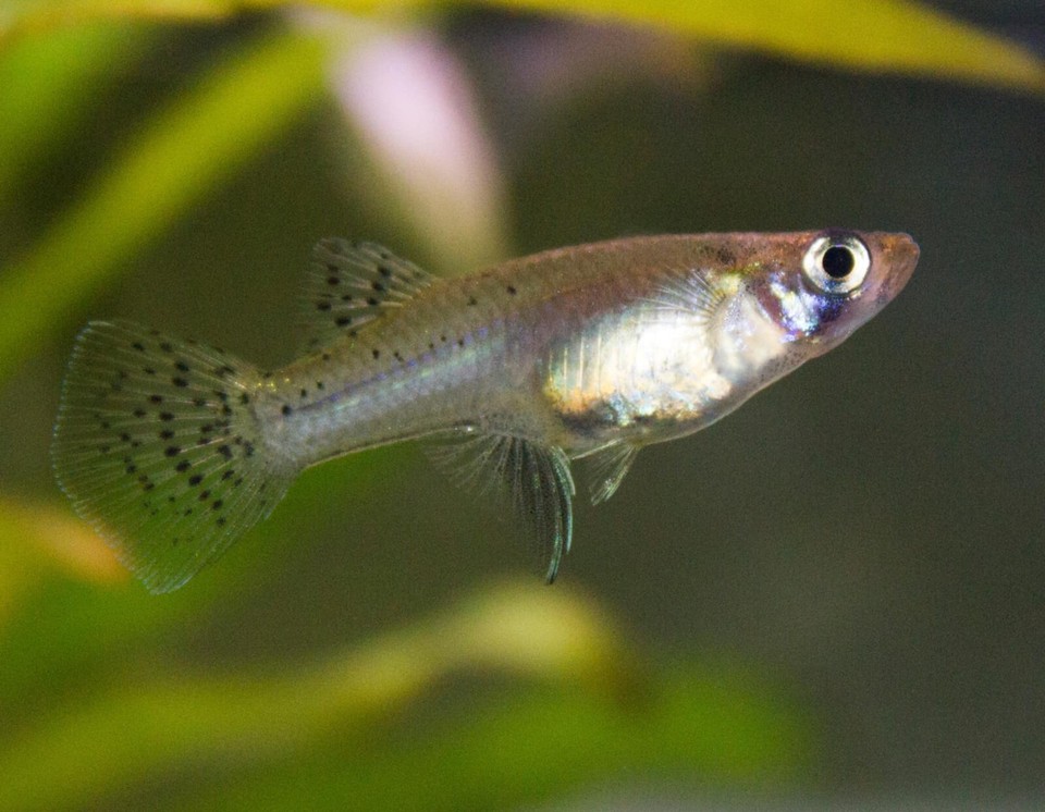 25 Live Guppy Mosquito Fish ( Baby Fry )Aquarium Feeder Fish Hardy ...