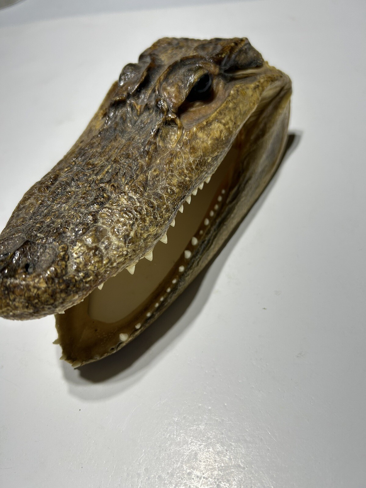 Alligator Gator Head 7" Genuine Real American Taxidermy Crocodile | eBay