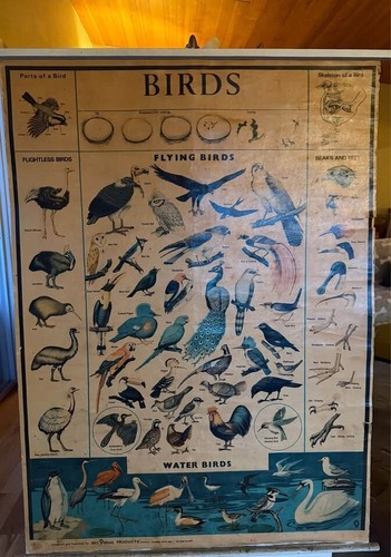 Vintage 1960’s Educational “Birds” Chart Lithograph Tapestry | eBay
