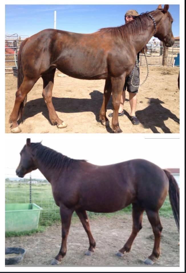 FORCO PELLETS equine, dog, cat digestive supplement/fortifier 25lb ...