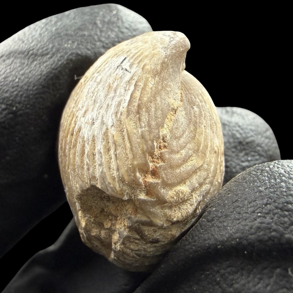Rhynchonellid Brachiopod Fossil Jurassic Cotswolds UK Specimen with ...