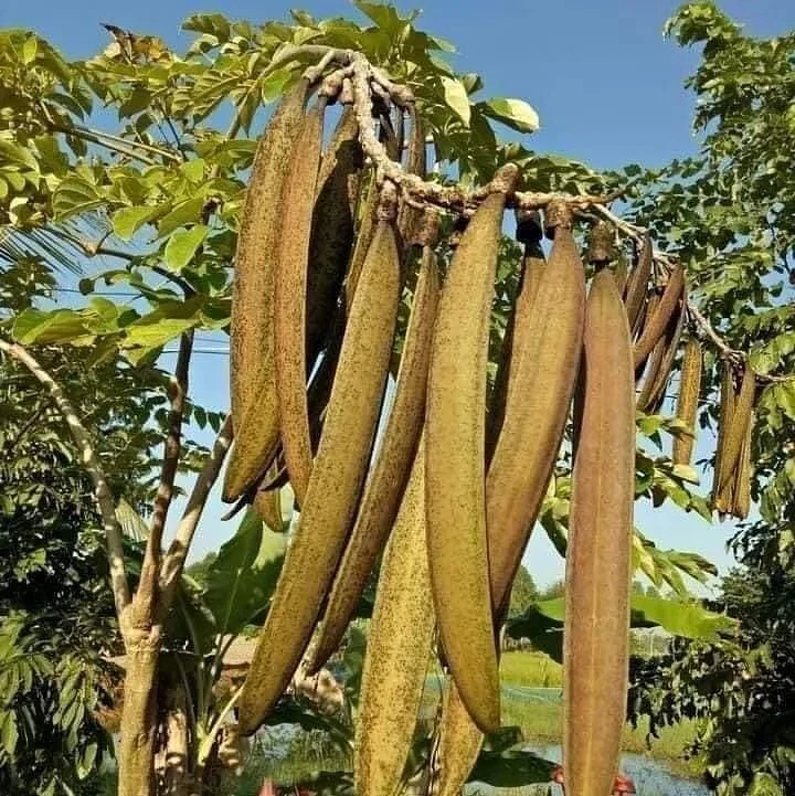 Oroxylum Indicum