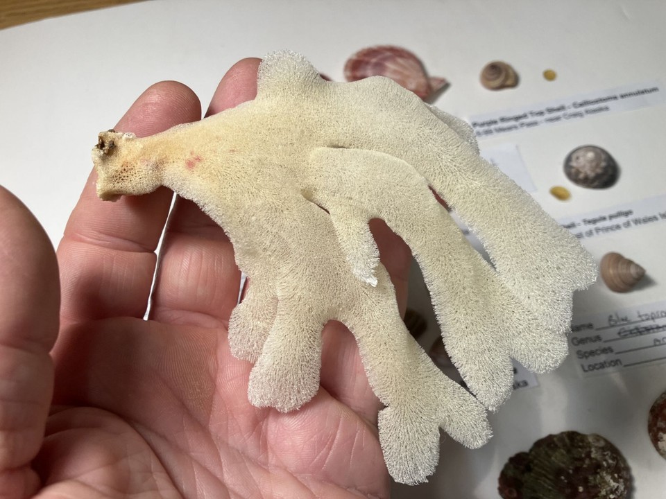 Alaska Sea Shells. Lot 10. 9 unique sea creatures from Southeast Alaska ...