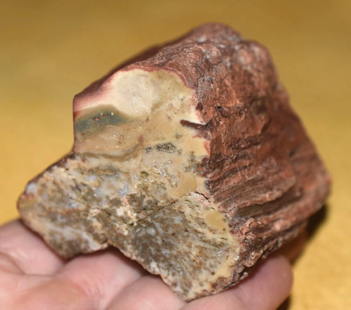 Green Petrified Wood Oregon