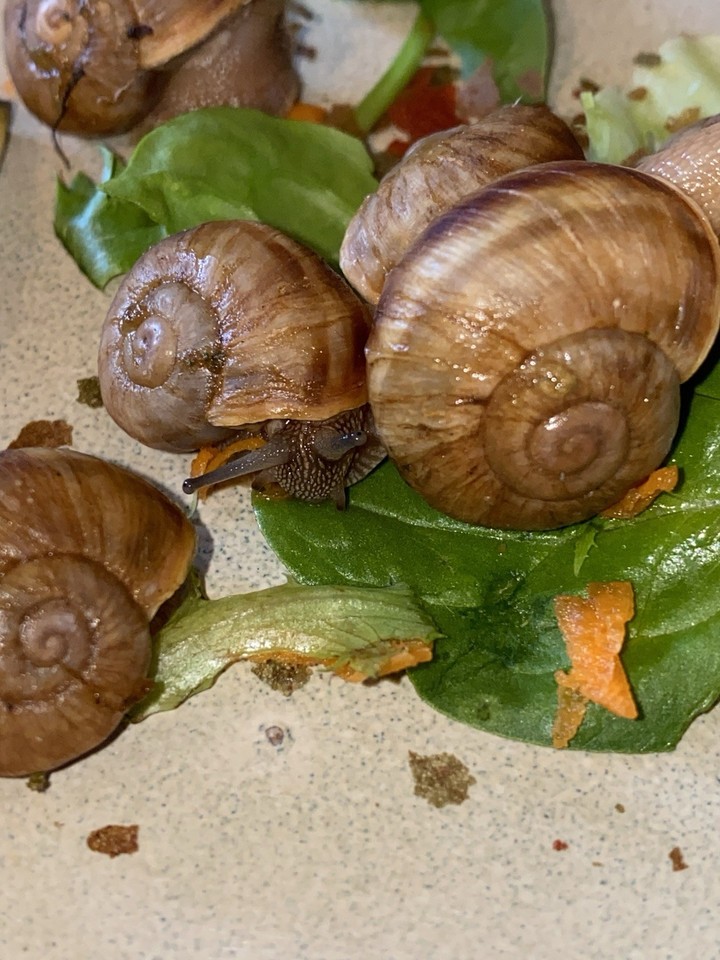 Juvenile Helix Lucorum Terrestrial Land Turkish Snail Pet For Terrarium ...