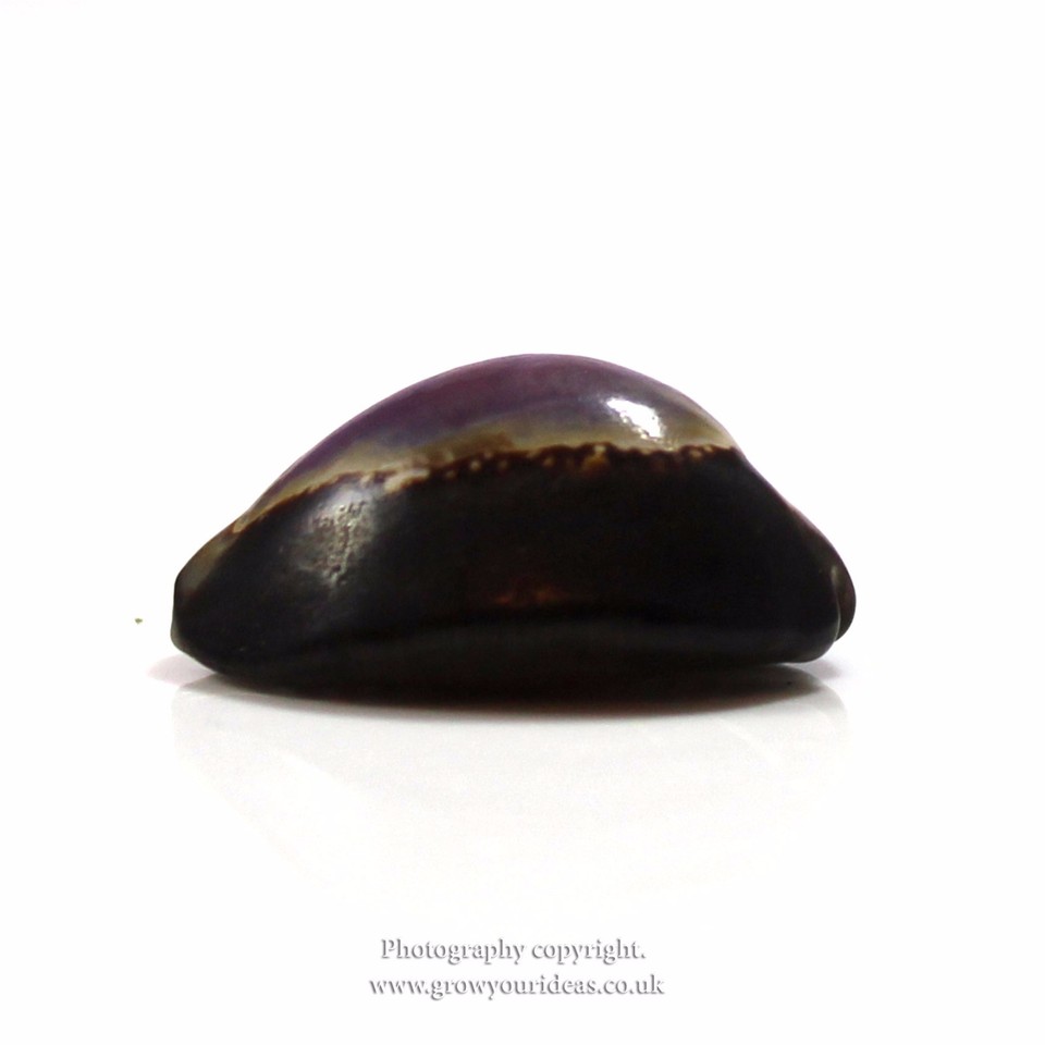 3 x Cowrie snakes head purple top seashells (Monetaria caputserpentis ...