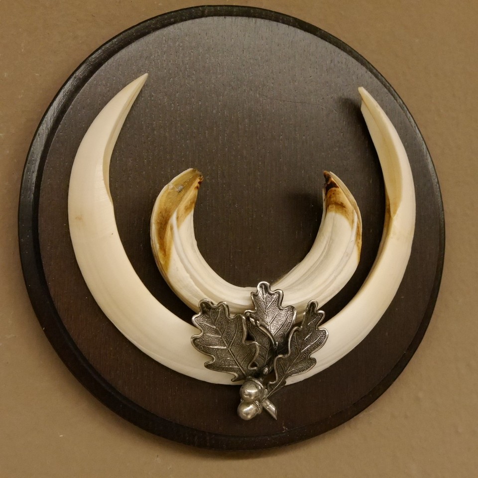 Wild Boar Weapons (Sus Scrofa) Boar Weapons 17 Cm Trophy Boar Round ...