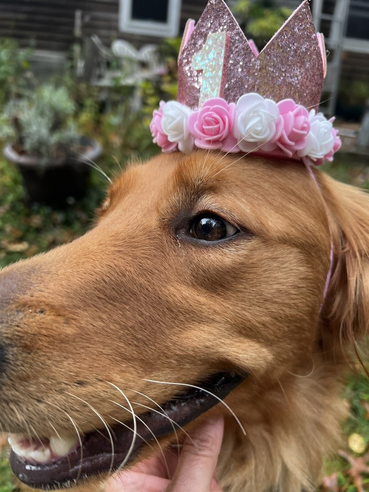 Dogs Birthday Glitter Crown Hat, Dogs First birthday Hat, Photo Prop ...