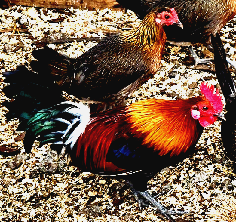 12 NPIP/AI CLEAN RARE Chicken Hatching Eggs VARIETY OF PURE BREEDS A ...