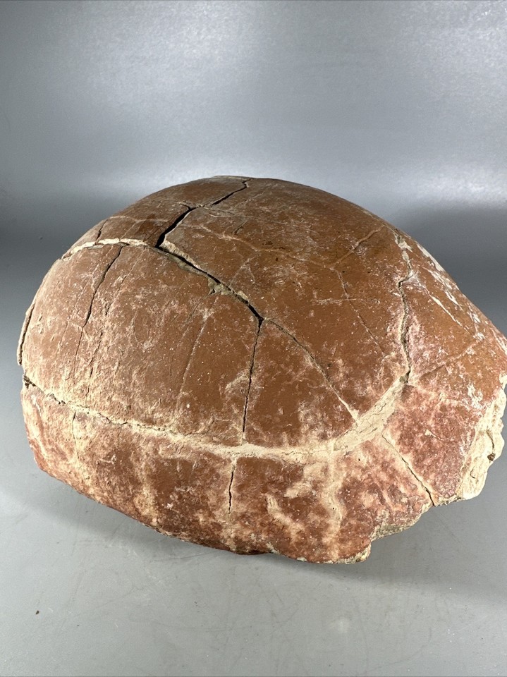 Large Real Fossilized Turtle Tortoise Shell Fossil Dinosaur Bone ...