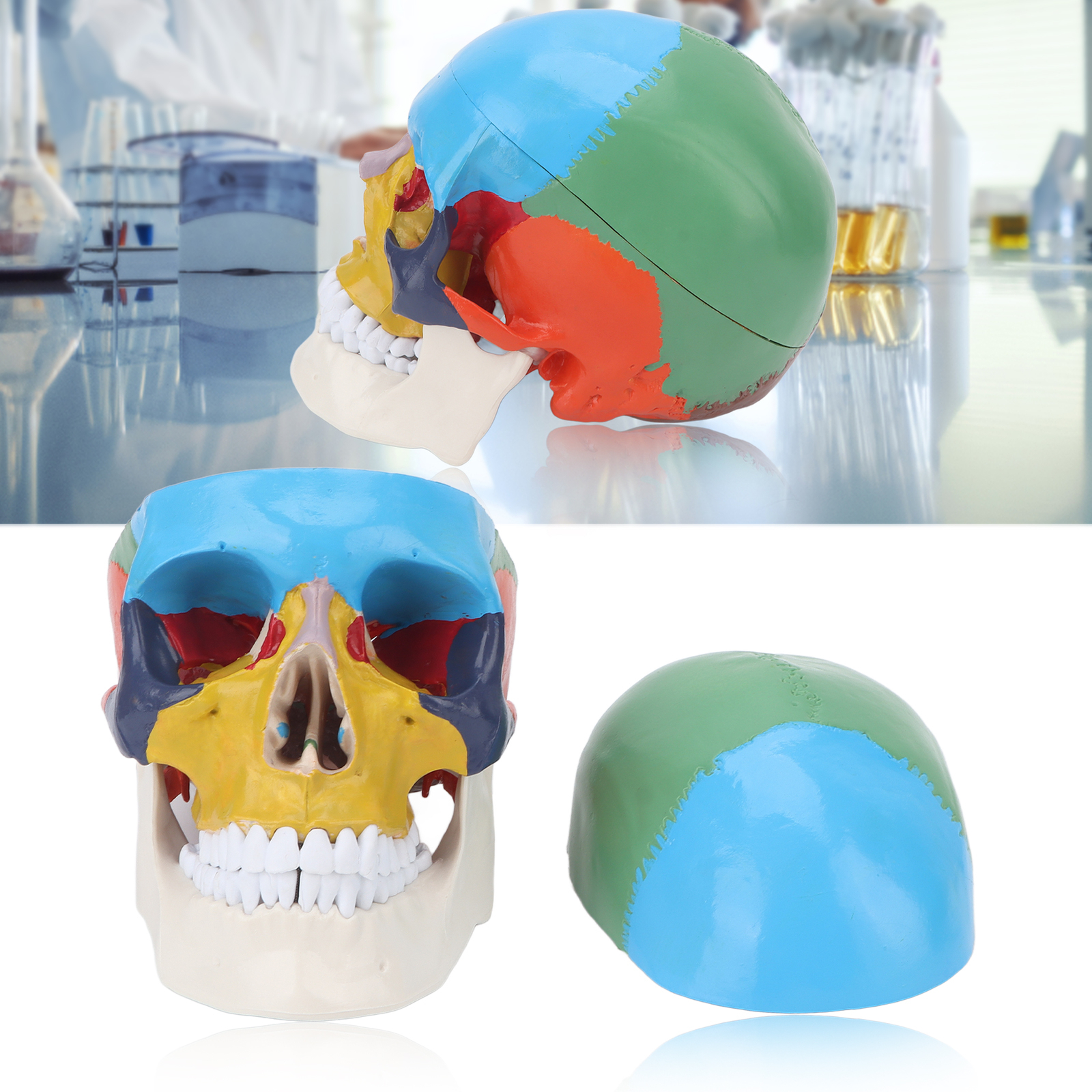 Colored Skull Model School Detachable Anatomy Human Skull Model For ...