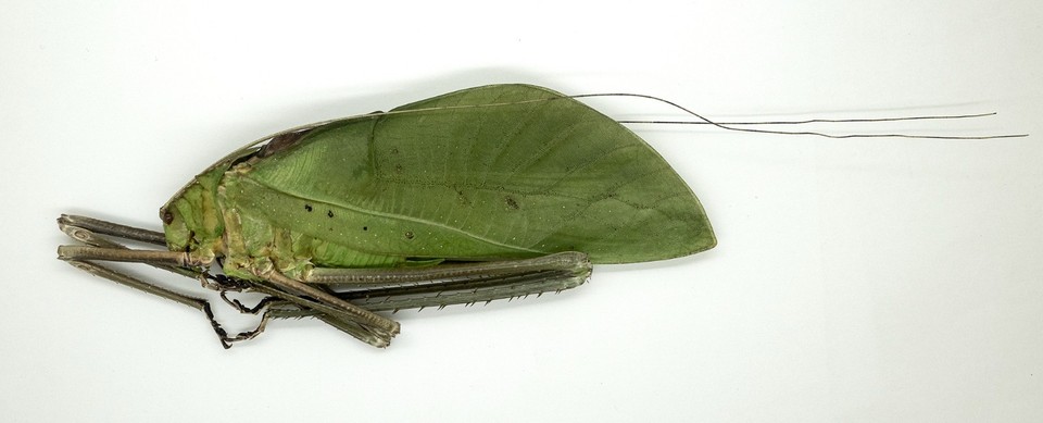 Orthoptera -Macrolyristes Coporalis (m) - World Largest Hopper ...