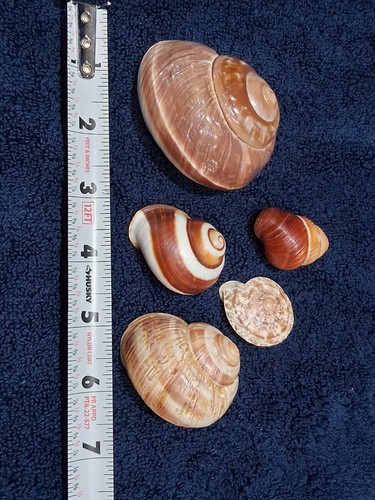 (5) Land snails, Very good condition, amazing shells | eBay