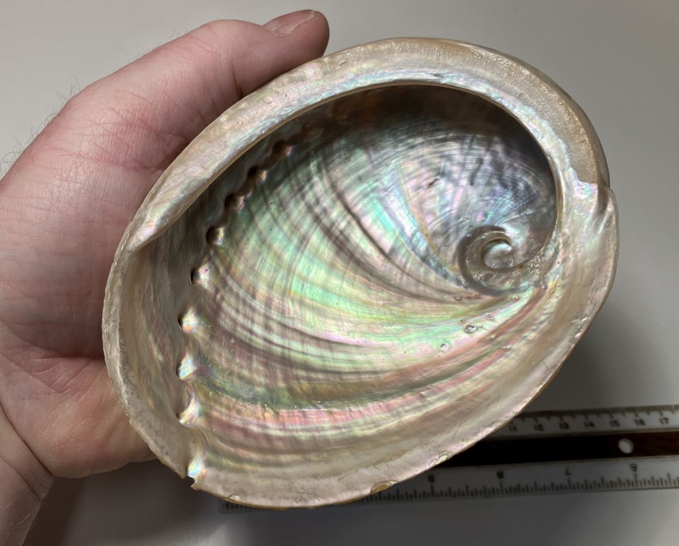 Haliotis laevigata. Green Lip Abalone. Great shape. 135 mm. From ...