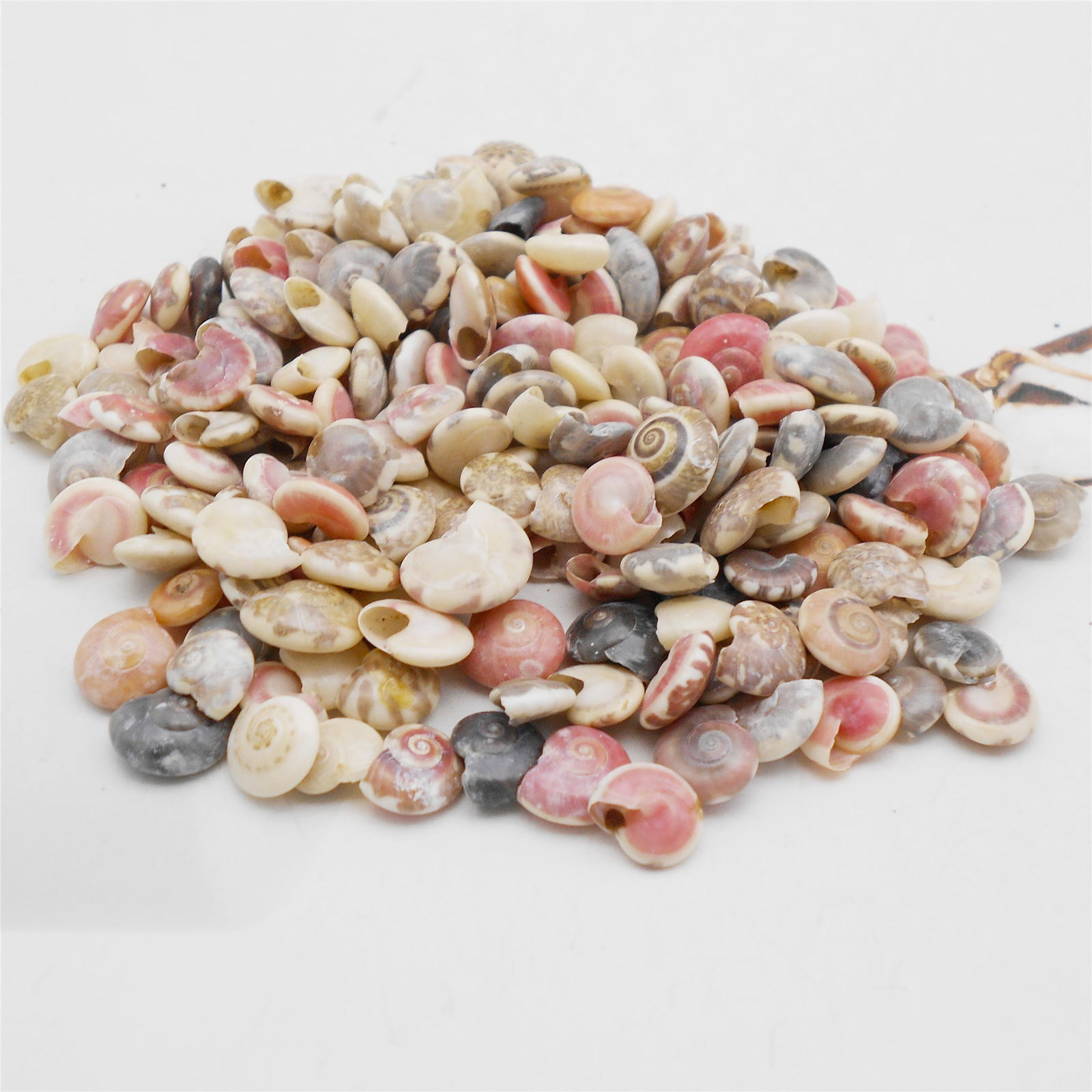 200-pack Bulk Tiny Snail Shells Seashells Beach Wedding Craft ...