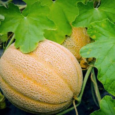 Hales Best Jumbo Melon Seeds, NON-GMO, Cantaloupe, Muskmelon, FREE ...