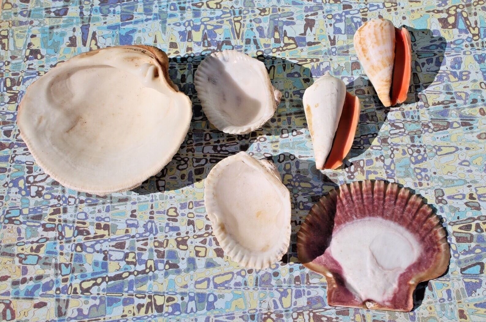 Sea Shells Ocean Beach Decor Nautical, Lot of 6 | eBay
