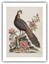 George Edwards : "Peacock Pheasant from China" (c.1747) — Giclee Fine ...