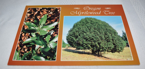 The Myrtle Tree Oregon Postcard Photo by Steven Astillero Nature's ...