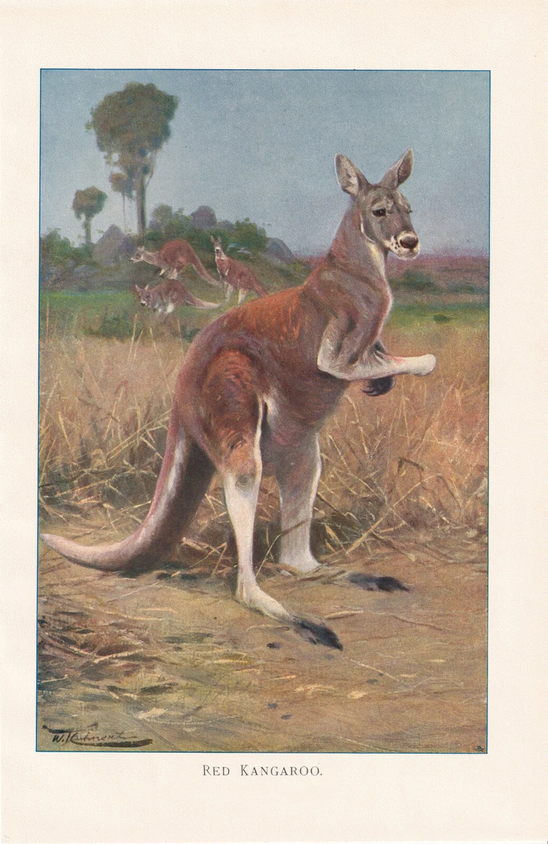 Giant Red Kangaroo