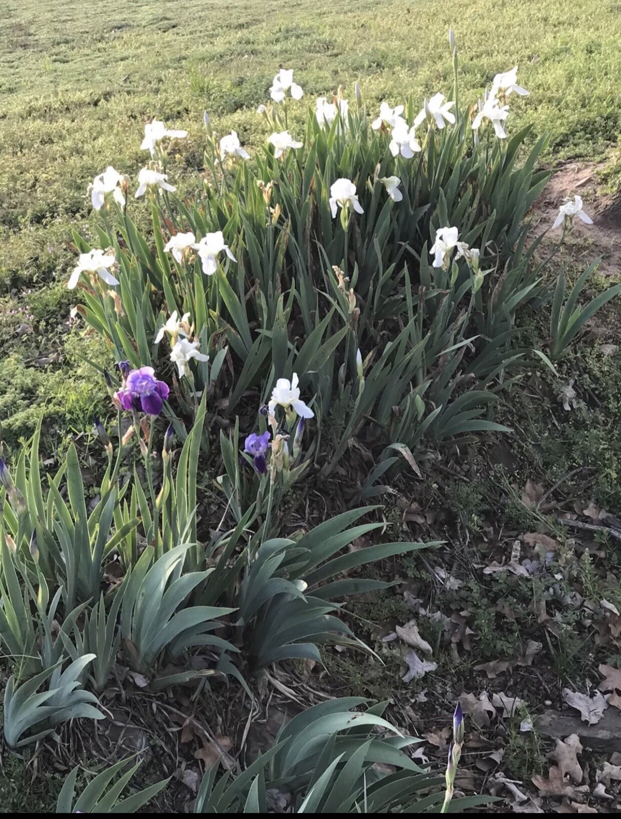 Bearded Iris mixed colors 25 Bulbs Rhizomes Sprouts Flowers Perennial ...