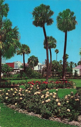Daytona Beach FL Florida, Roses & Palms in Waterfront Park, Vintage ...