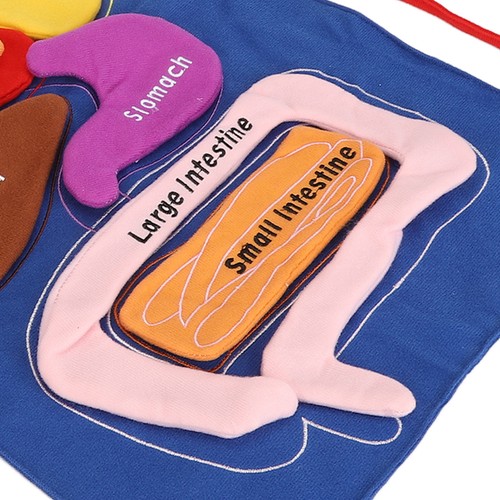 3D Organ Apron Body Organs Anatomy Costume Apron Removable Human Body ...