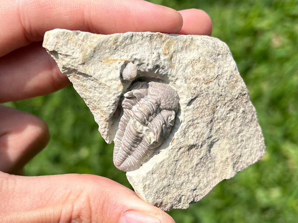 NICE Oklahoma Fossil Trilobite Kainops raymondi Devonian Age Bug in ...