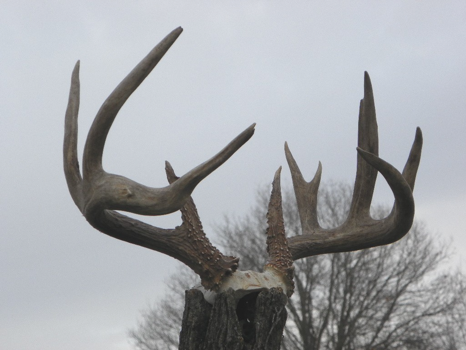 144" heavy 10 point Whitetail Antlers Antler Man Cave Deer Cabin sheds ...