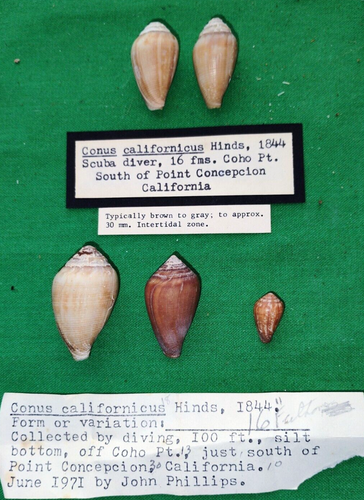 Conus californicus [2 lots] #H3490 Mexico 14.5-33.5mm | eBay