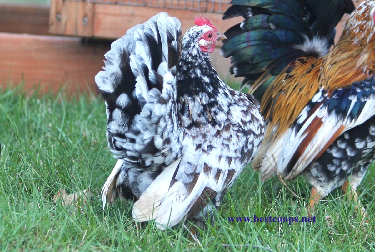 Serama Chicken