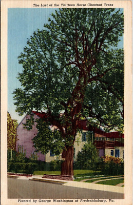Fredericksburg VA Last Thirteen Chestnut Trees Planted by Washington ...