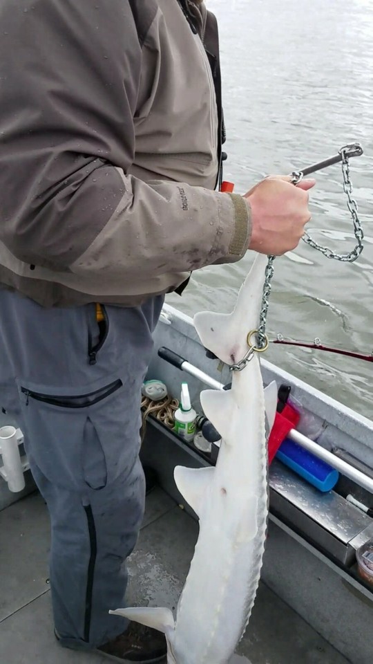 Fish Tailer - Used to secure a large fish caught on rod and reel by the ...