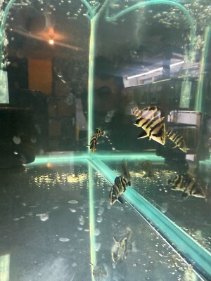 Datnoid Sumatra Tiger 2.5-3” – Rare Live Predatory Freshwater Aquarium ...