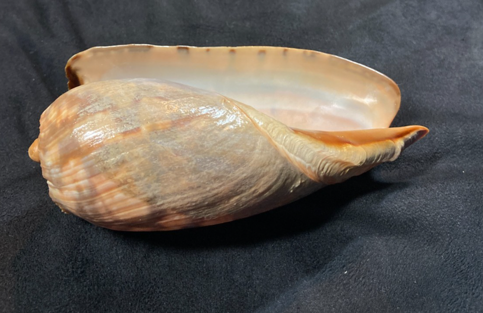 VOLUTIDAE Cymbium marmoratum FEMALE 123.4mm Dakar Senegal 2016 - Nice ...