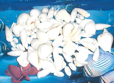 1/2 POUND PURE WHITE SEA SHELL MIX 1/2"to 2-1/2" DECOR CRAFT REEF ...