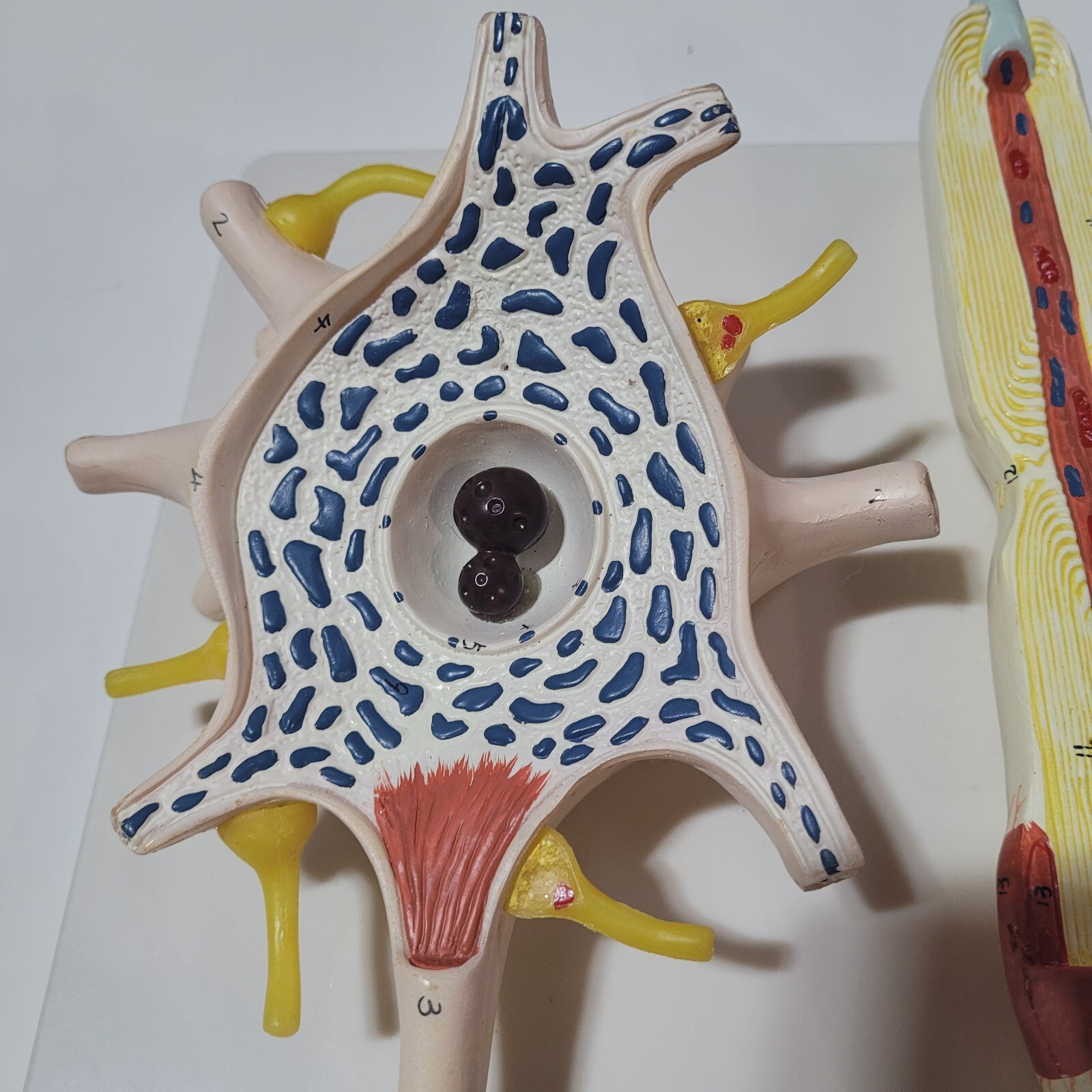 16 Medical Science Neuron Model, Study Teaching Model | eBay