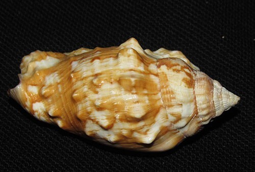 57 mm DARK Strombus Pipus Conch with Operculum Seashell Phuket Thailand ...