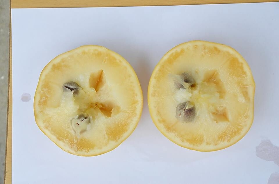 ~ABIU~ Pouteria Caimito Rare Fruit Tree Tropical BIGGER Plant from ...