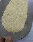 RED & WHITE Proso Millet Seed Wild Bird Food Raw & Recleaned! ***Choose ...