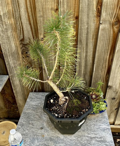 Japanese Black Pine Pre Bonsai Dwarf Kifu Fat Trunk Nice Nebari Pinus ...