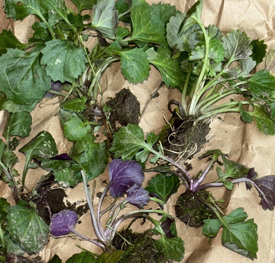 👒Butter Weed~10 Live Plants~ Packera~Succulent~ Ground cover~ Yellowtop ...