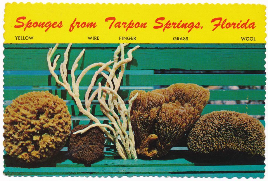 Types Of Sponges