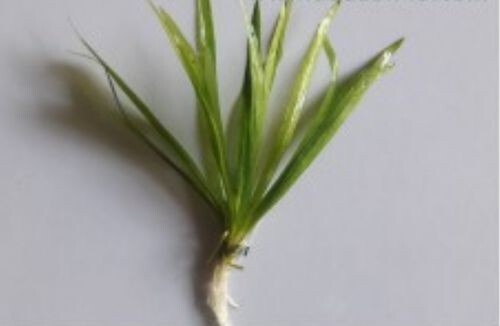 5 x DWARF AMAZON SWORD - Live Aquarium Plant fish tank tropical aquatic ...