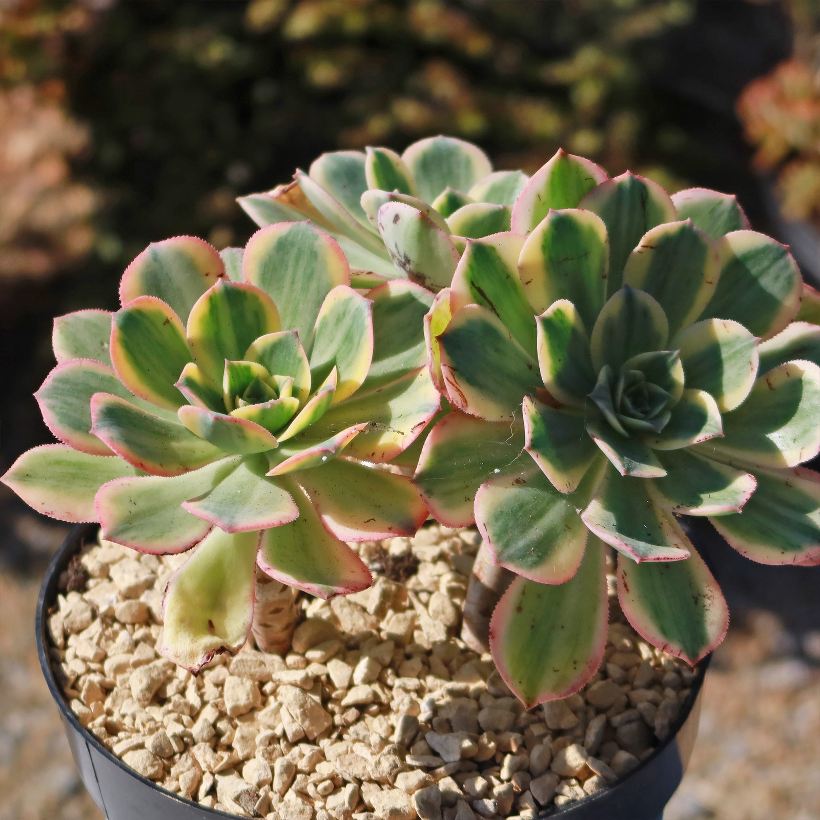 Copper Pinwheel - Aeonium Sunburst cactus Cacti Succulent real live ...