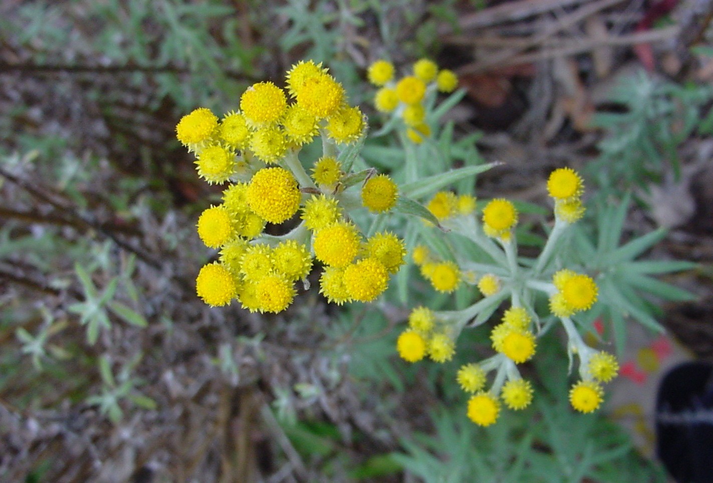 Clustered Everlasting Daisy chrysocephalum semipapposum 100 Fresh Seeds ...